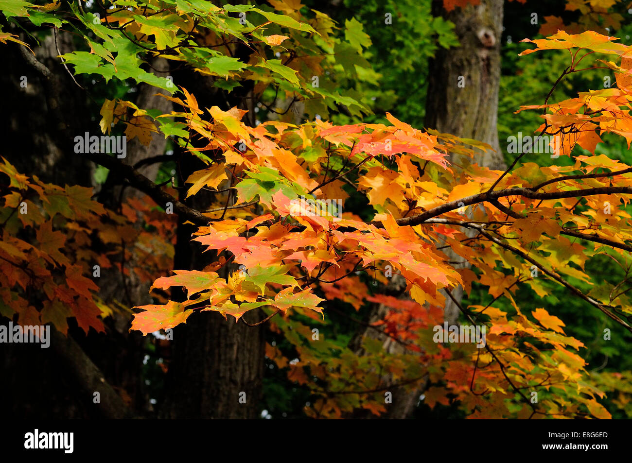 Maple tree in full autumn peak. (Acer platanoides Stock Photo - Alamy