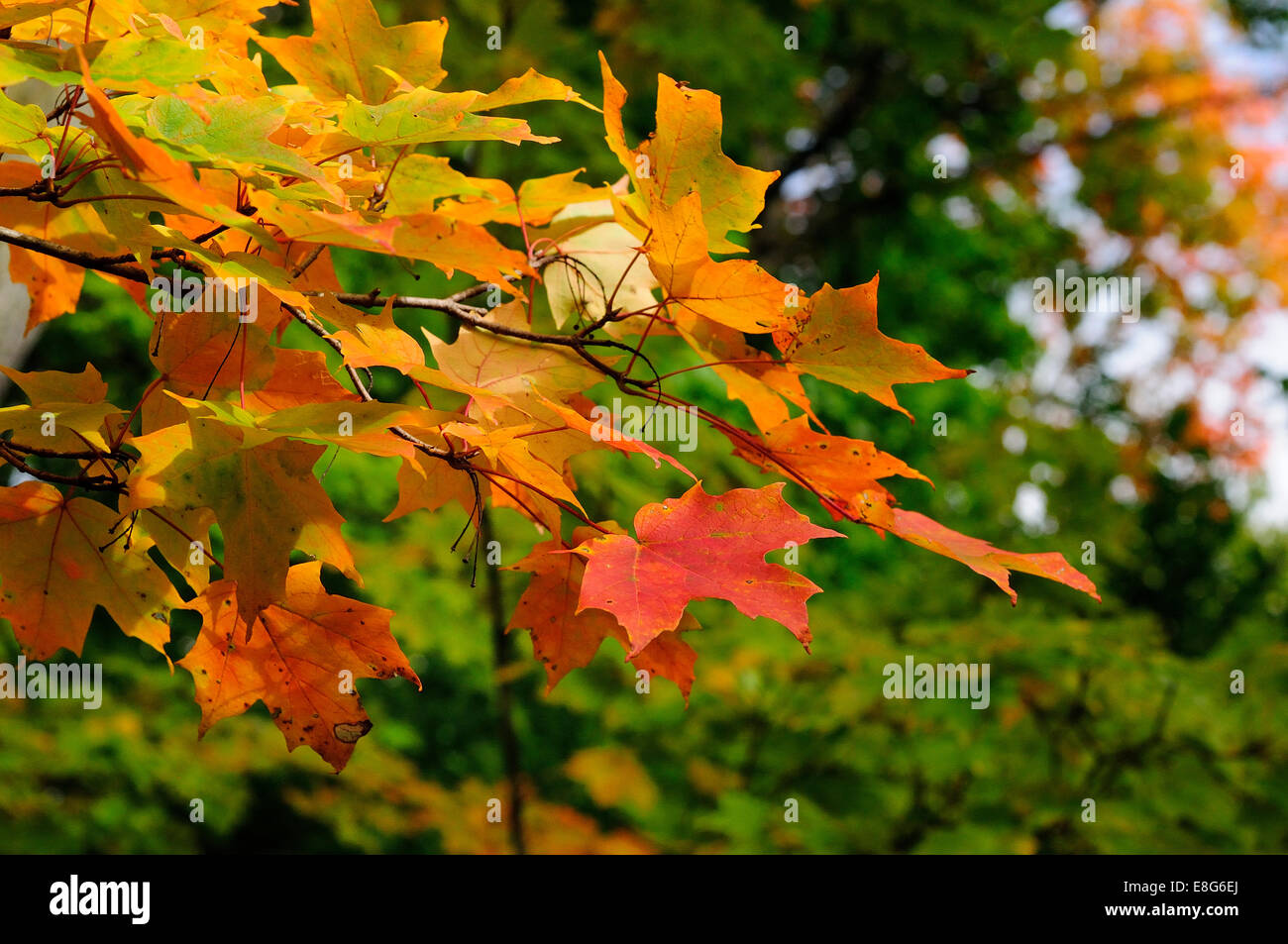 Norway Maple tree in full autumn peak. (Acer platanoides Stock Photo ...