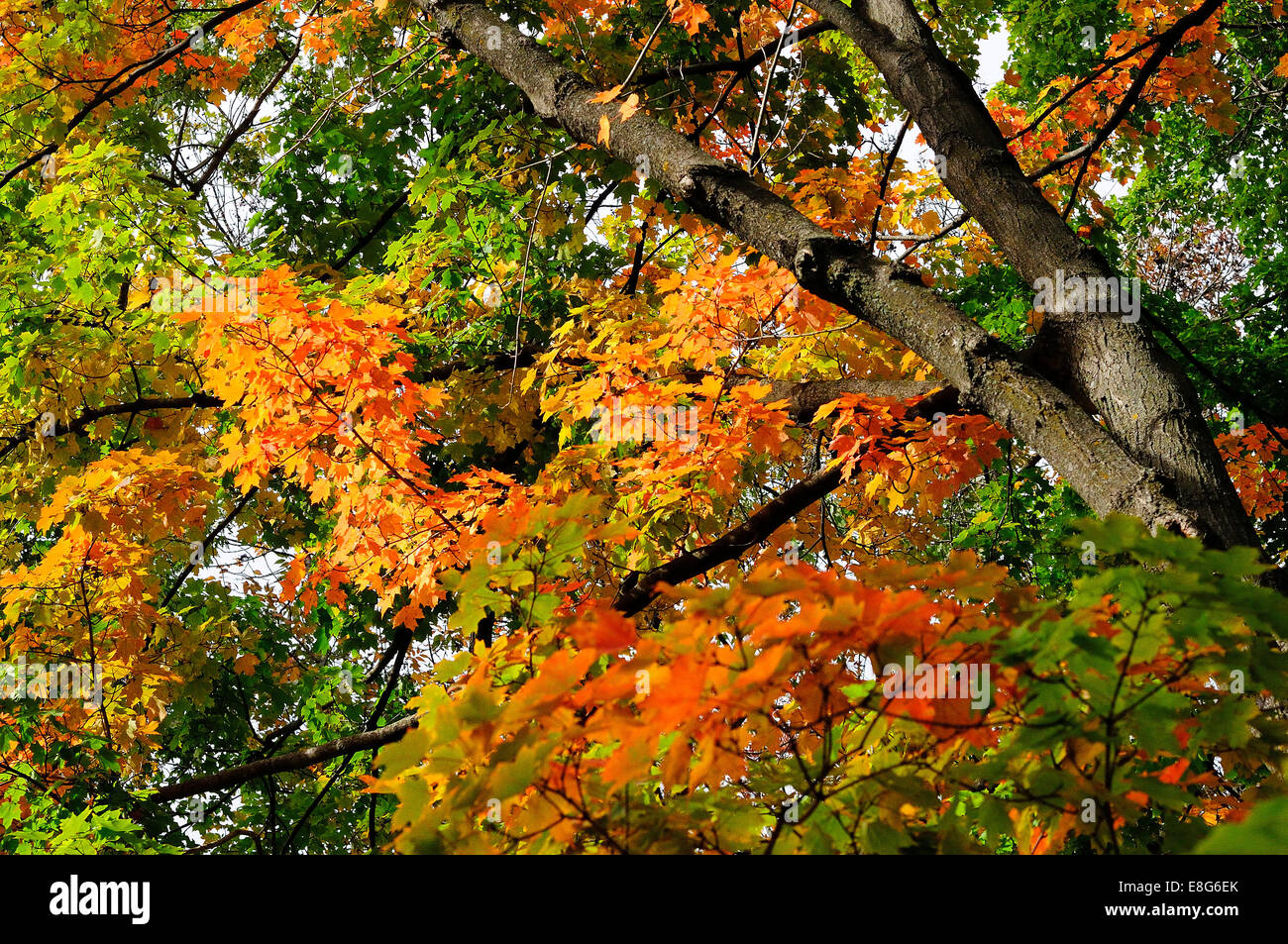 Norway Maple tree in full autumn peak.(Acer platanoides Stock Photo - Alamy
