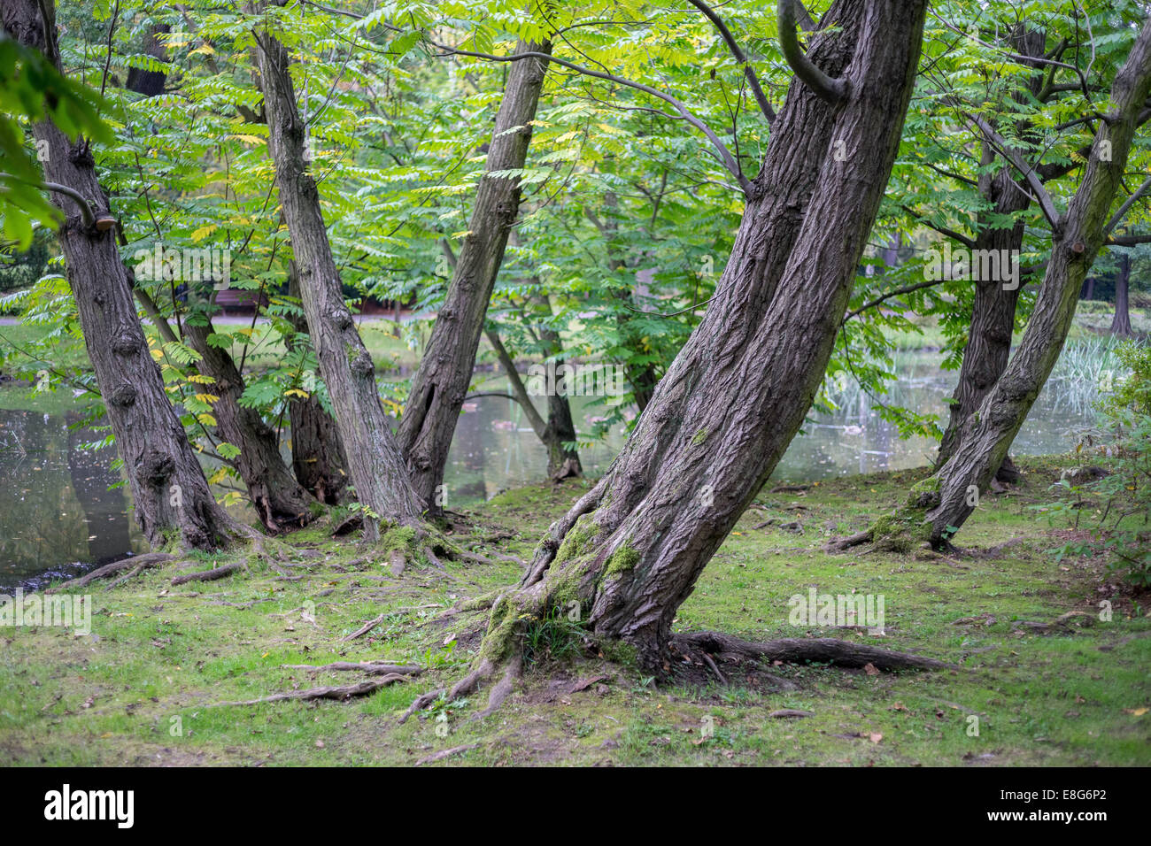 Pterocarya fraxinifolia Caucasian Wingnut trees Stock Photo - Alamy
