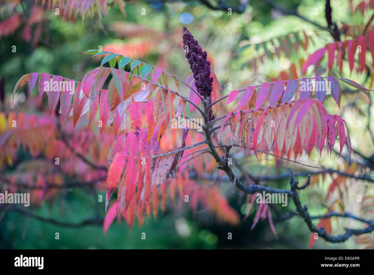 Rhus typhina leaves hi-res stock photography and images - Alamy