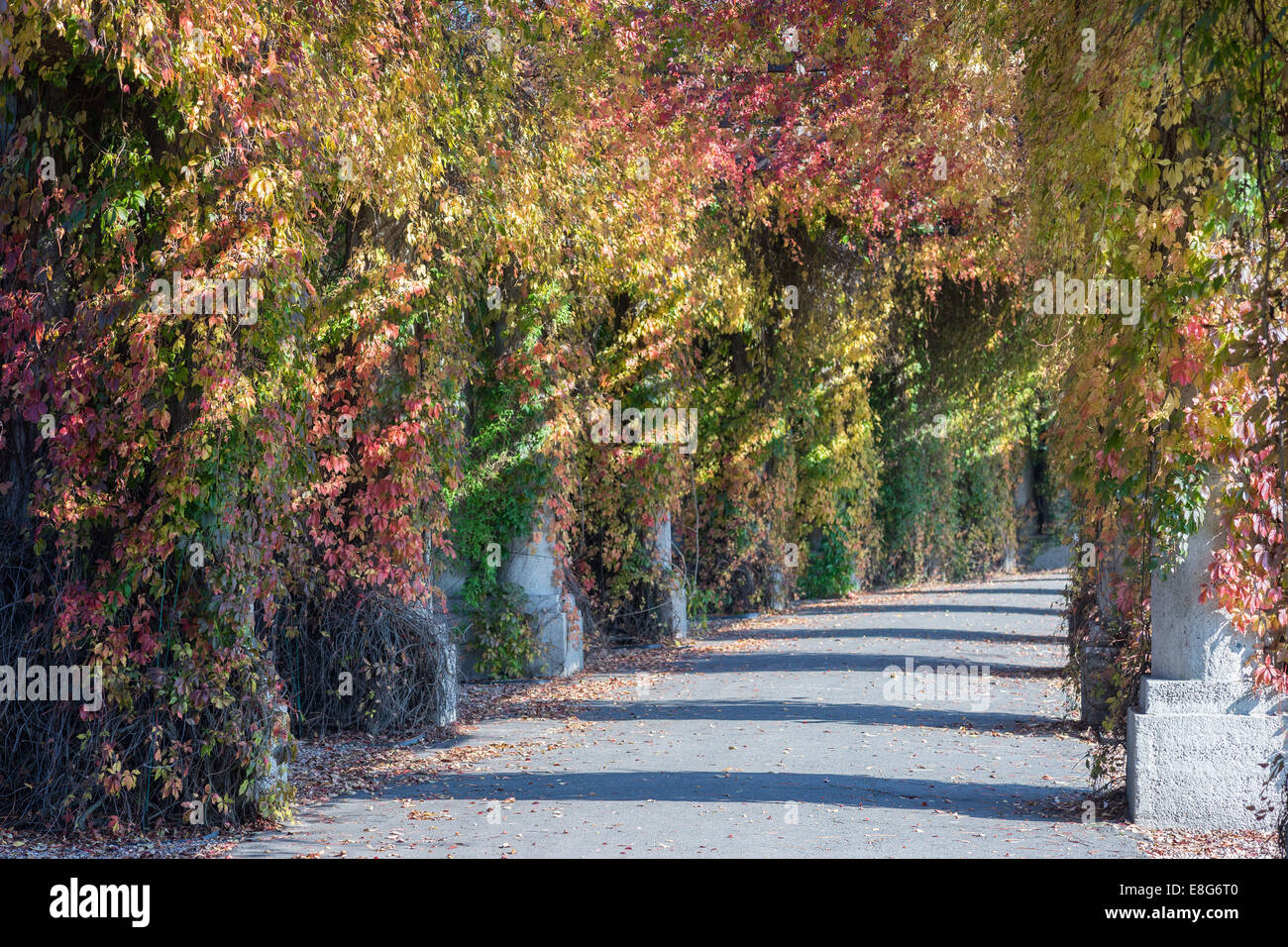 Pergola with creeper hi-res stock photography and images - Alamy