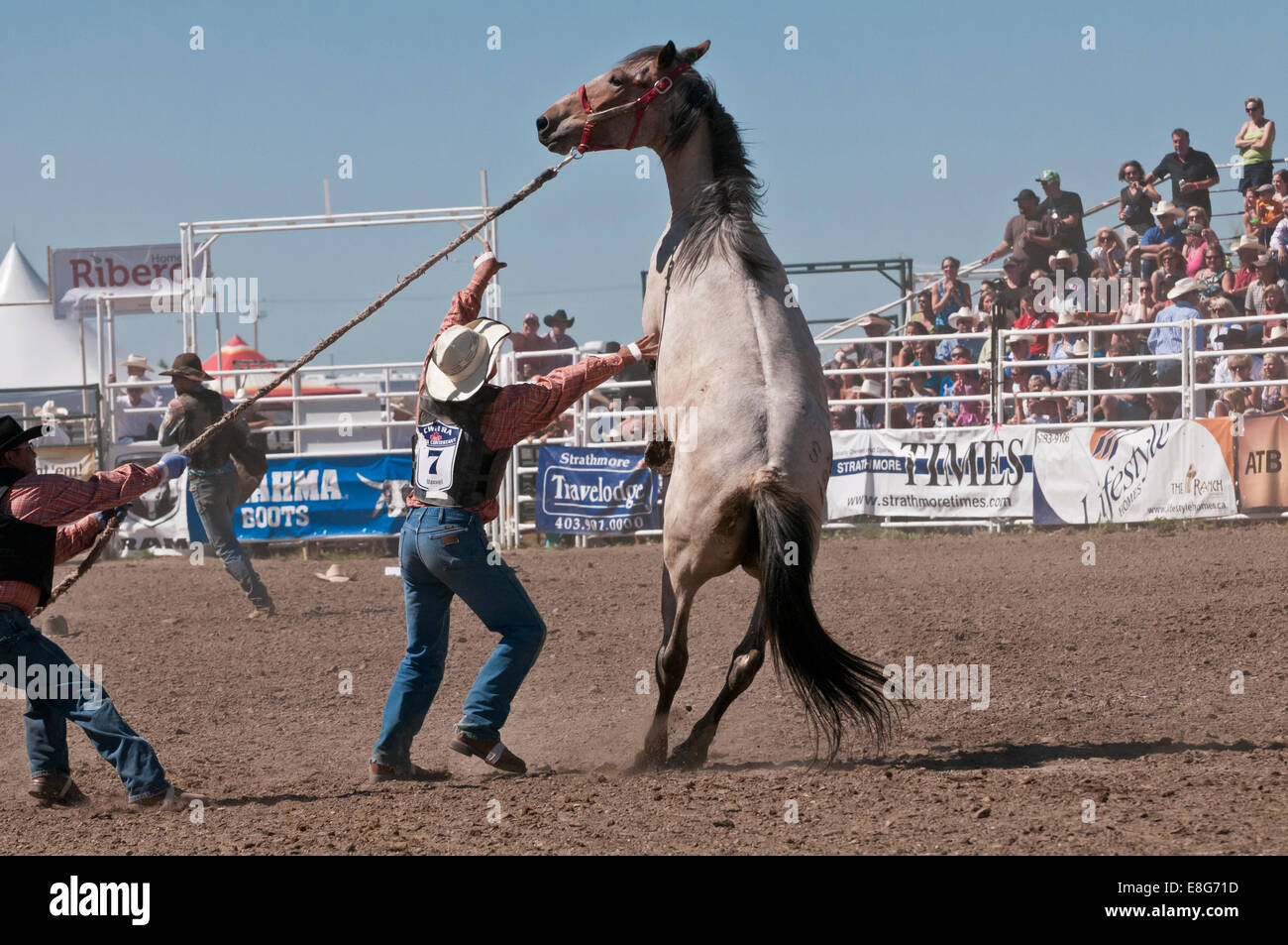 Wild horse round-up, Strathmore Rodeo, Strathmore, Alberta, Canada ...