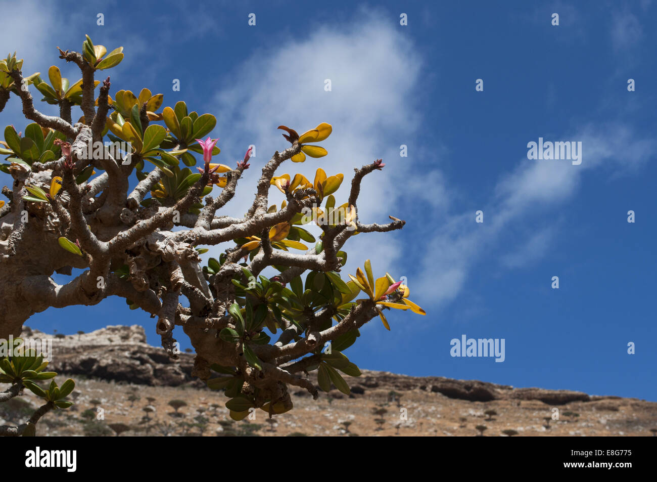 The Socotra desert rose, known as bottle tree (Adenium obesum ...
