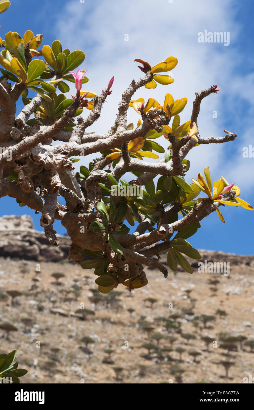 The Socotra desert rose, known as bottle tree (Adenium obesum ...