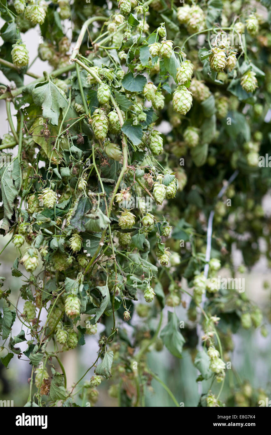 Beautiful hops hi-res stock photography and images - Alamy