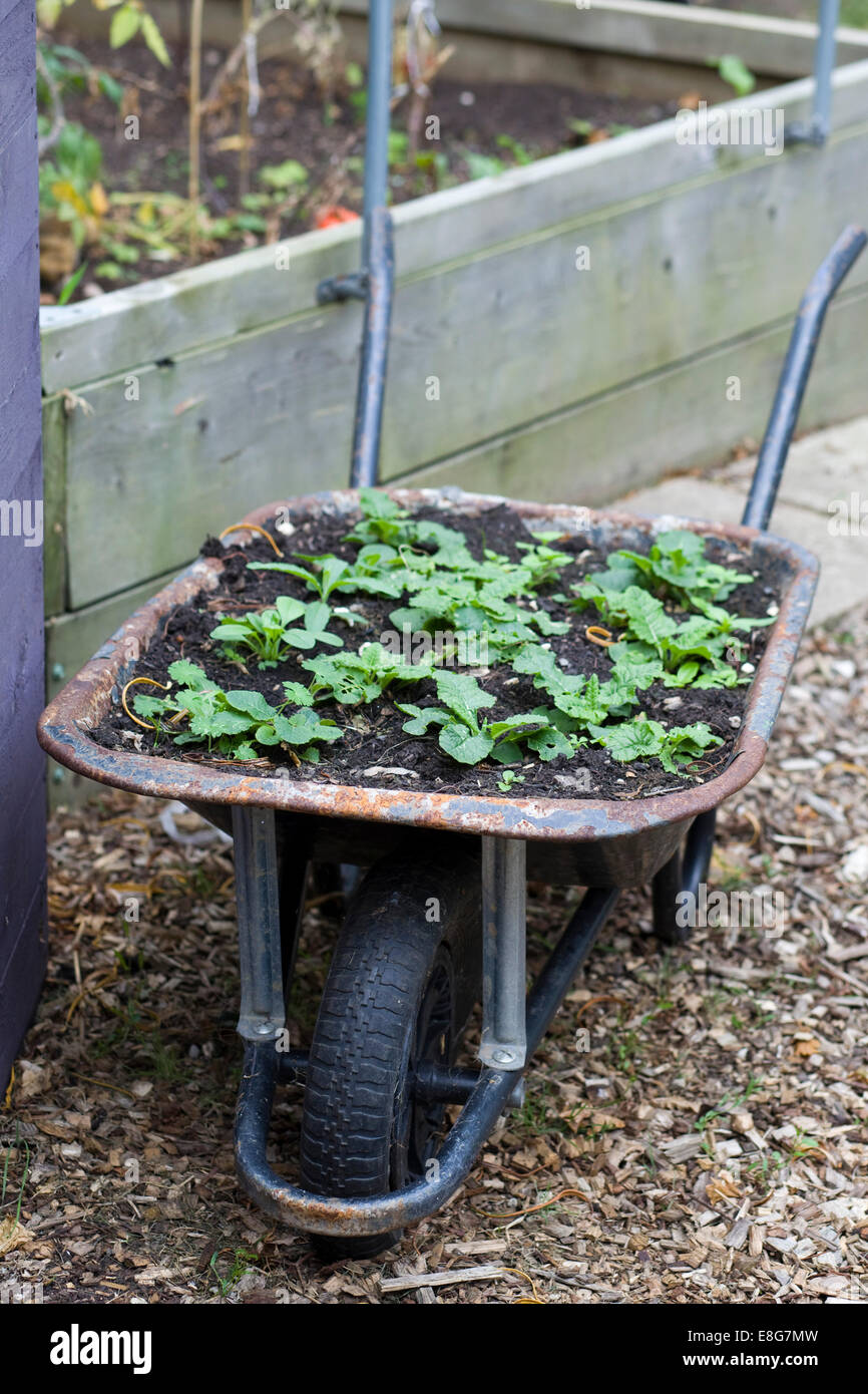 Old rusty wheelbarrow with Seedlings growing out of it Stock Photo - Alamy