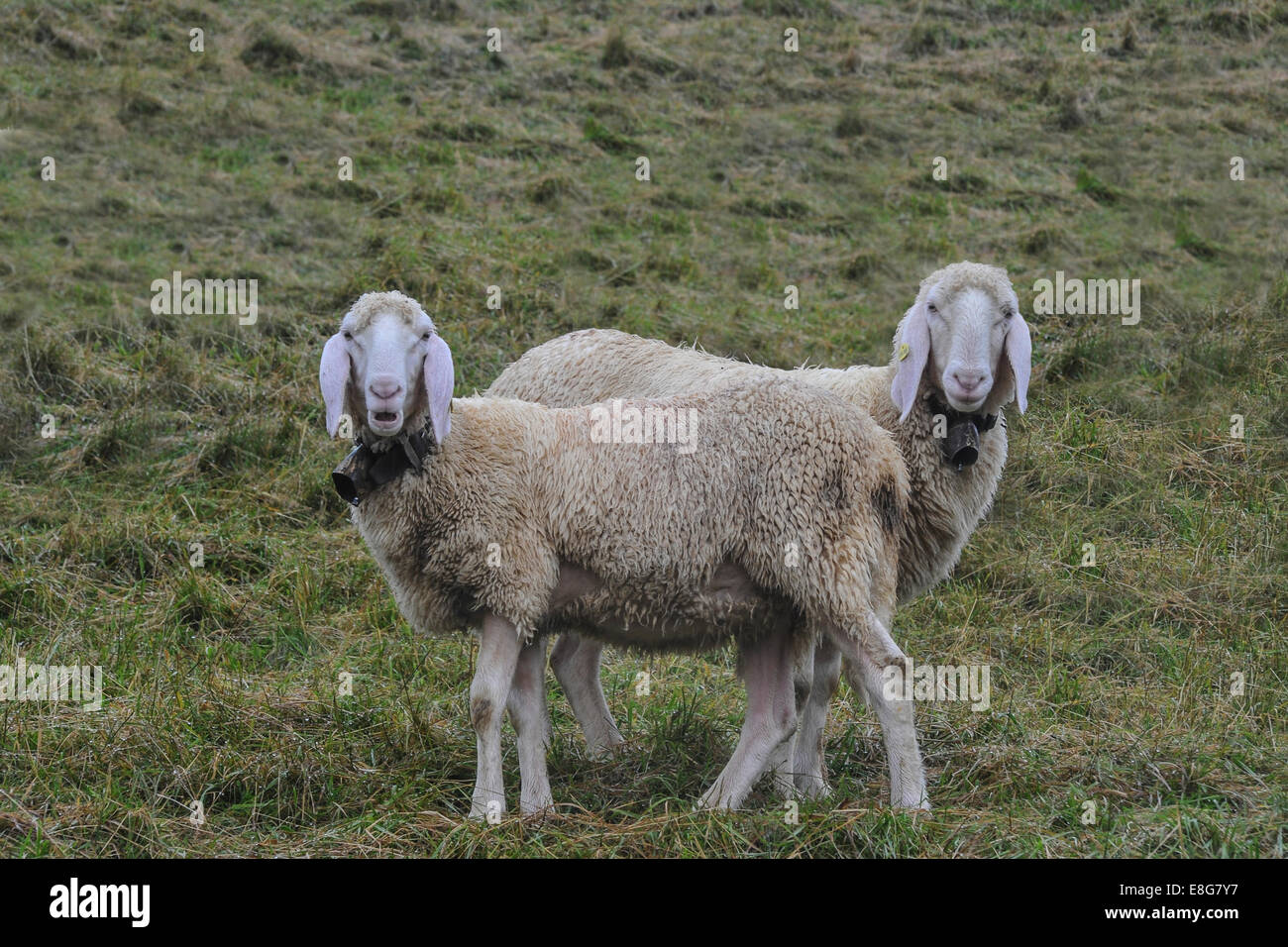 Two headed sheep hi-res stock photography and images - Alamy
