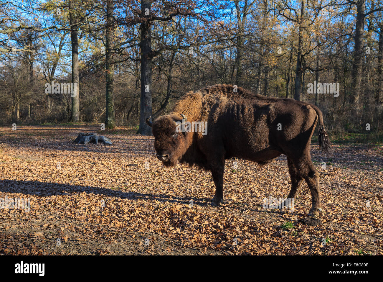 Bucsani bison hi-res stock photography and images - Alamy