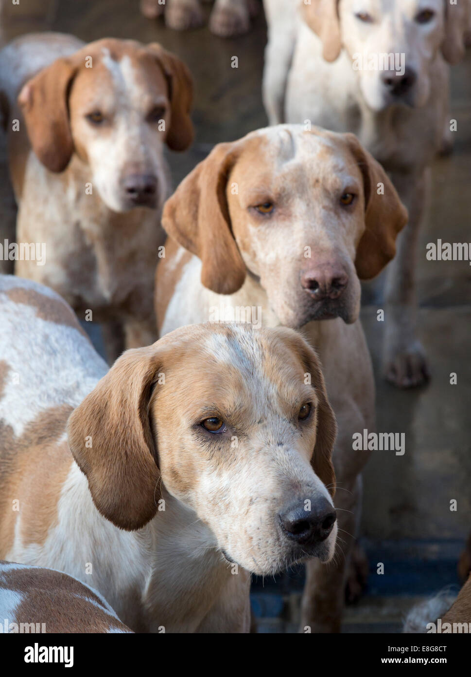 Middleton Hunt fox hounds, North Yorkshire, England Stock Photo - Alamy