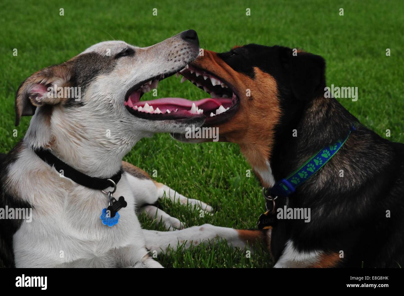 two dogs playing together Stock Photo - Alamy