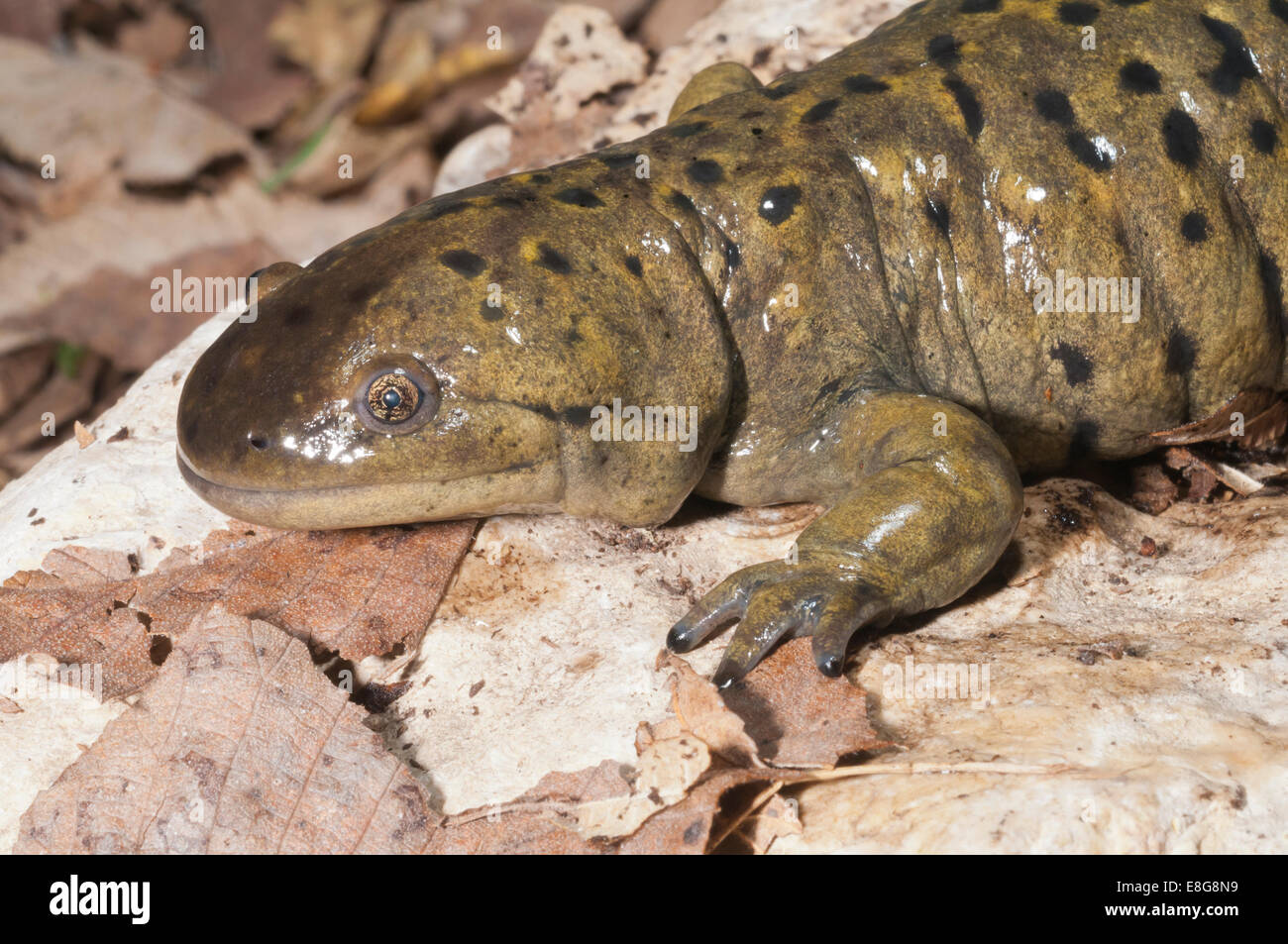 Ambystoma Mavortium