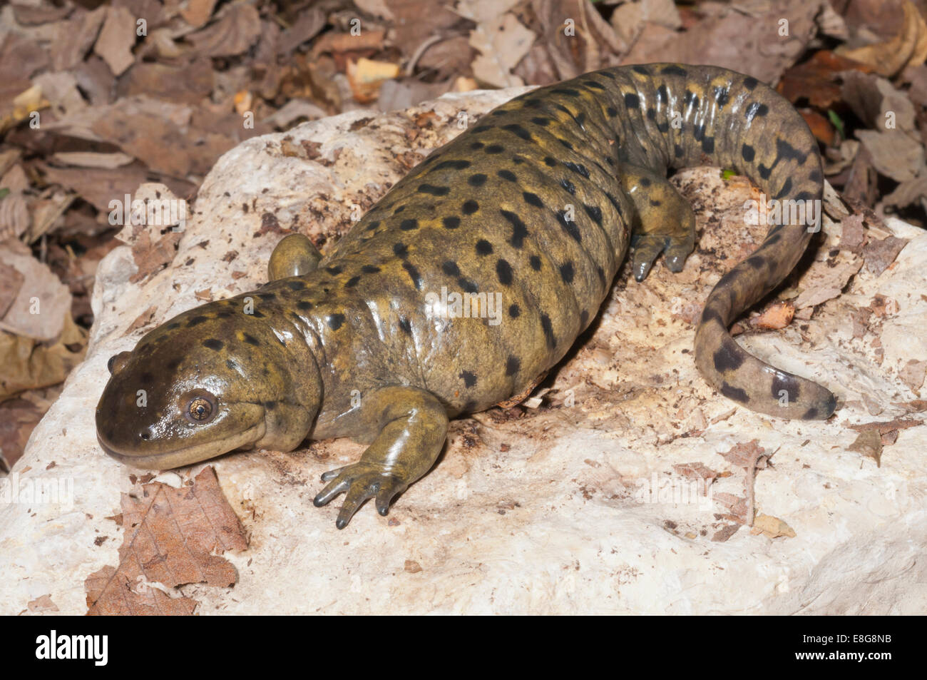 Ambystoma Mavortium