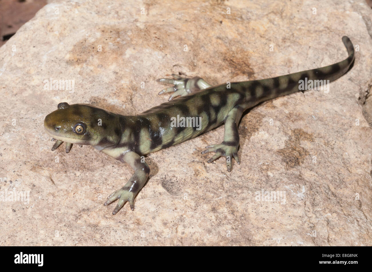 Eastern tiger salamander, Ambystoma tigrinum tigrinum; native to ...