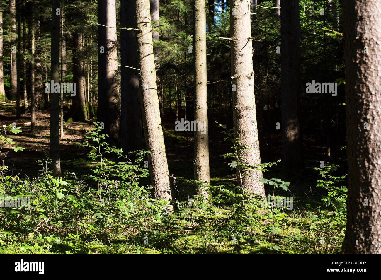 Autumnal morning light in a forest in September Stock Photo - Alamy