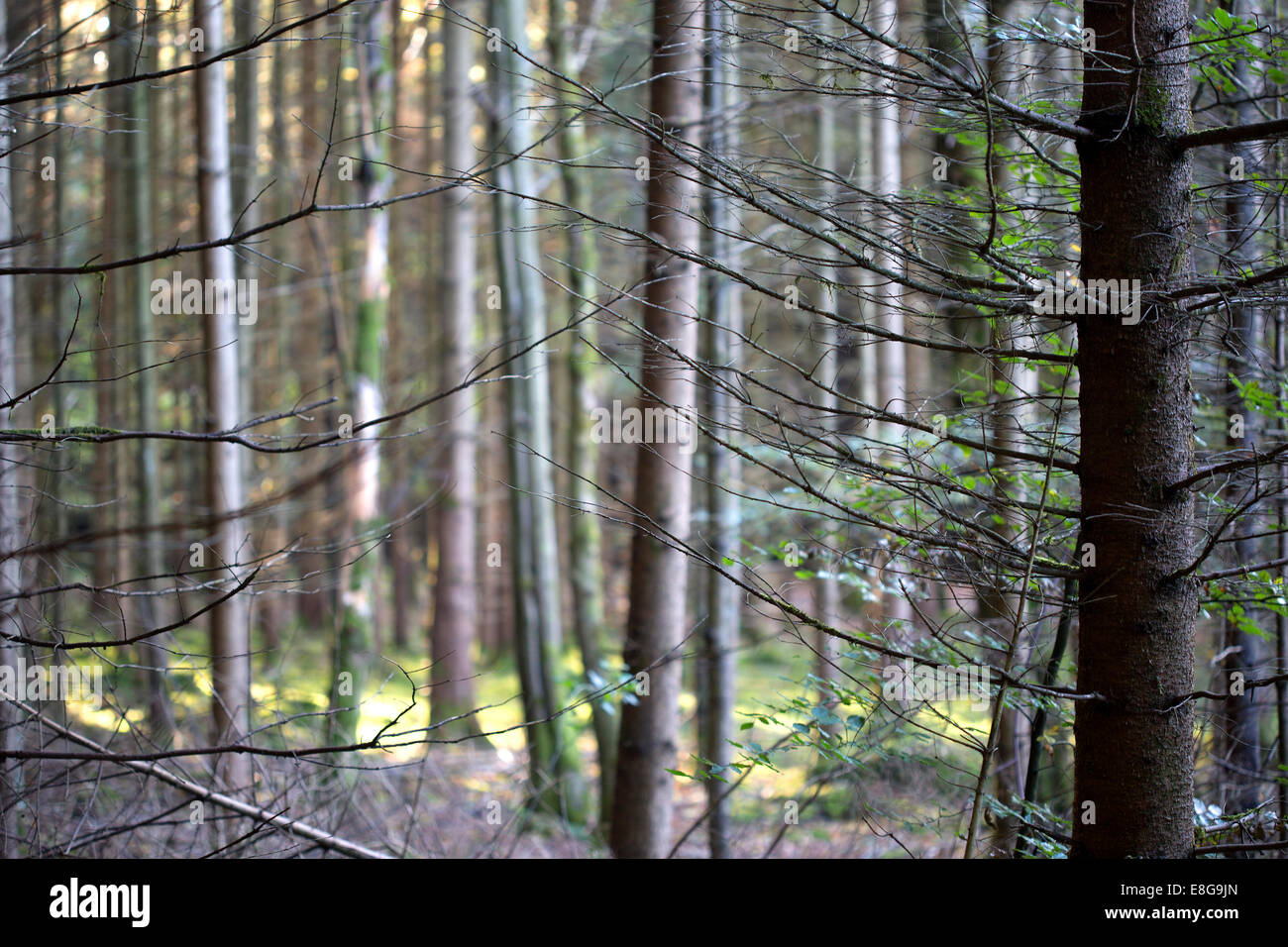 Autumnal morning light in a forest in September Stock Photo - Alamy