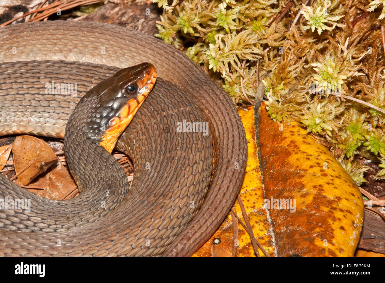 Red bellied snake hi-res stock photography and images - Alamy