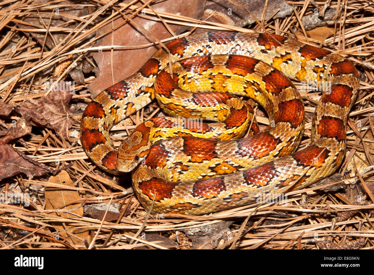Corn Snake (Pantherophis guttatus Stock Photo - Alamy