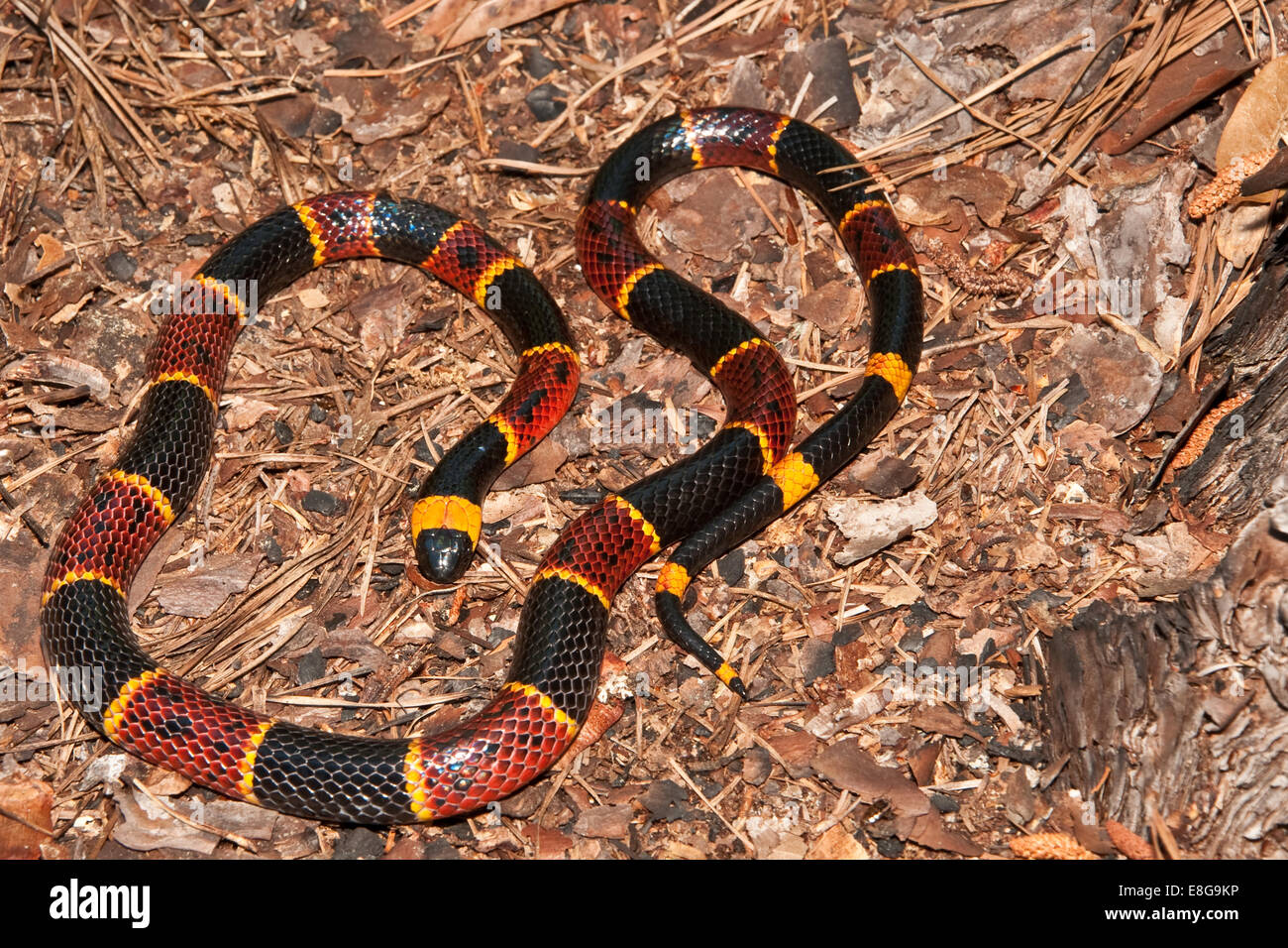 Snake poison fangs hi-res stock photography and images - Alamy
