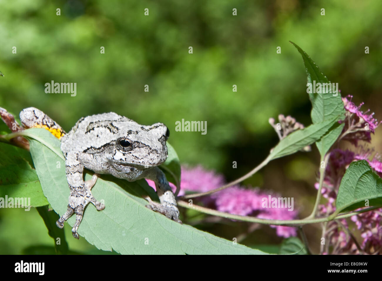 Gray treefrog hi-res stock photography and images - Alamy