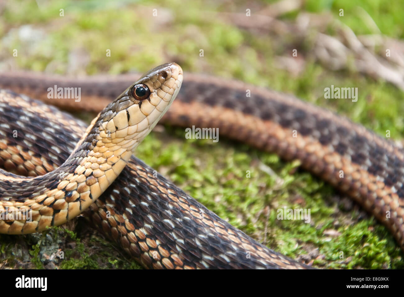 Eastern Garter Snake Stock Photo - Alamy