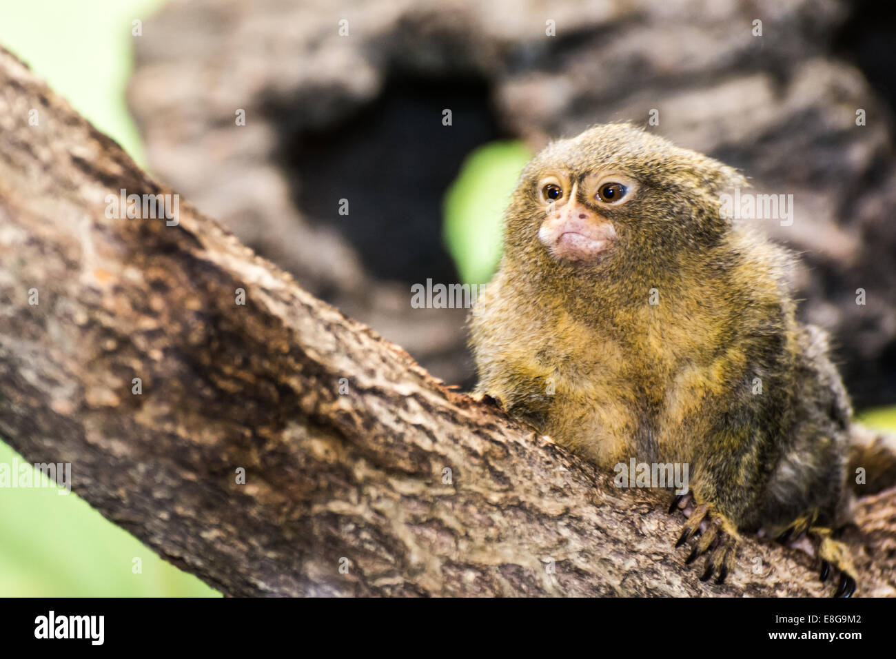 Cute marmoset hi-res stock photography and images - Alamy