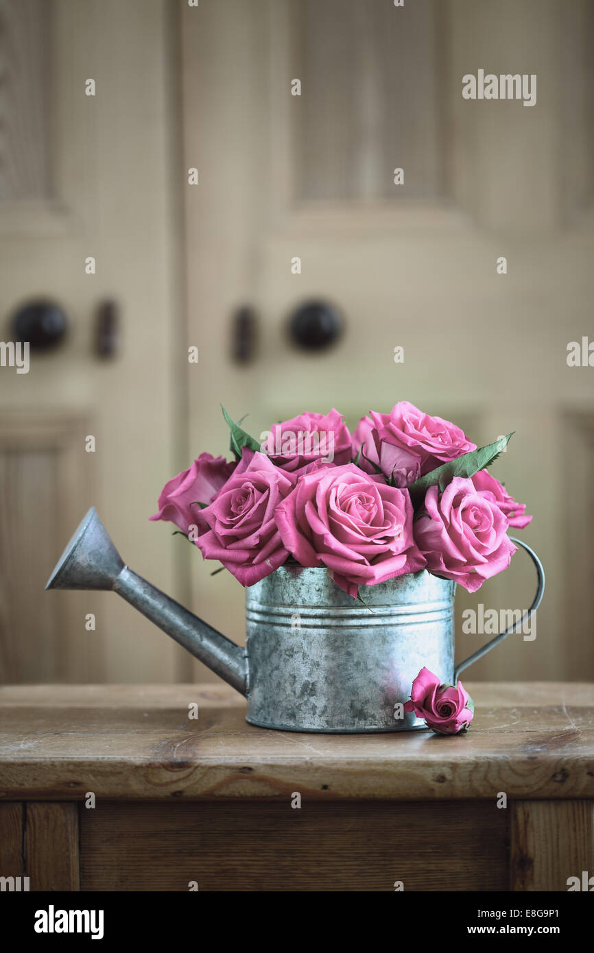Watering can rose flower hi-res stock photography and images - Alamy