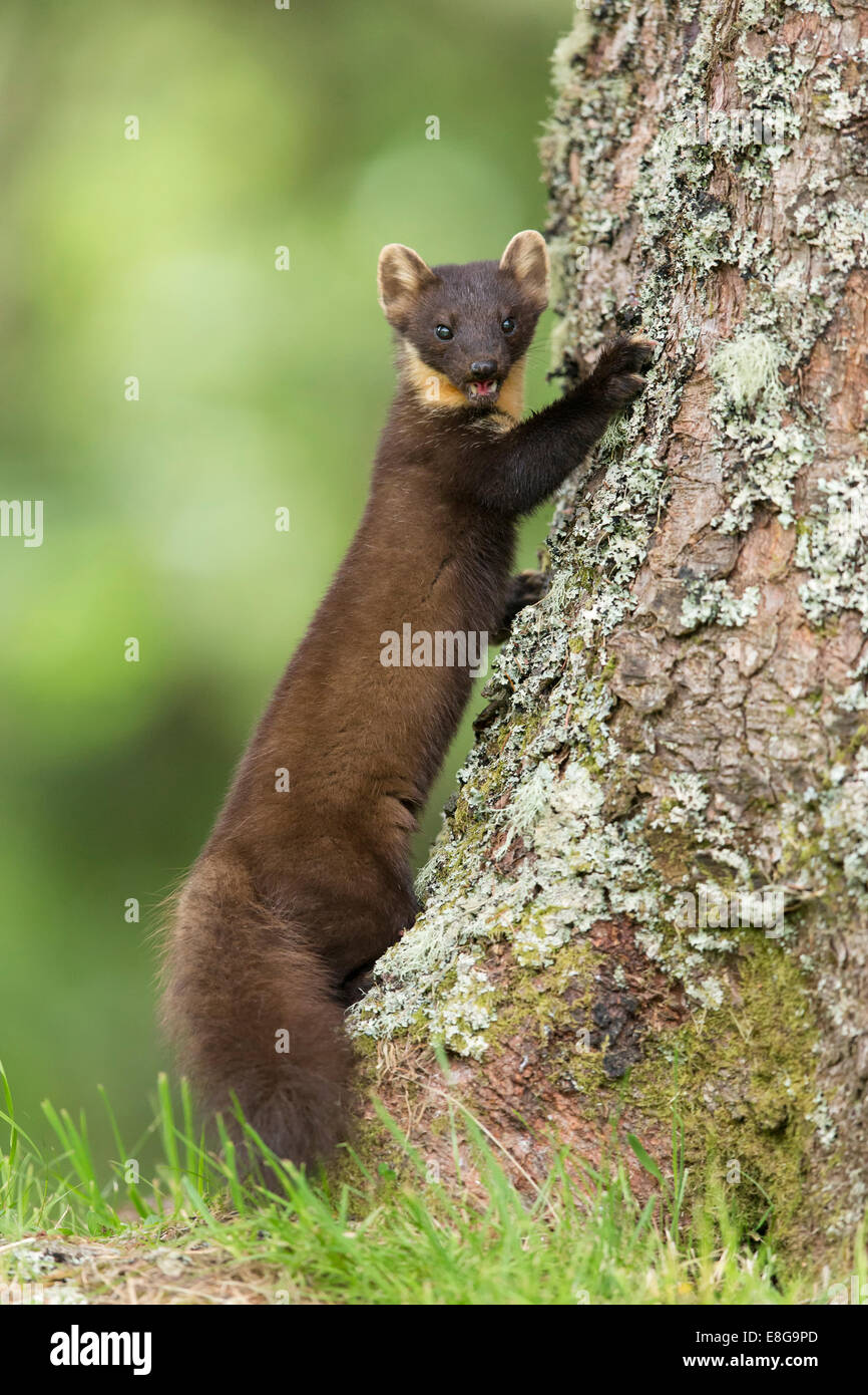 Scottish pine marten hi-res stock photography and images - Alamy