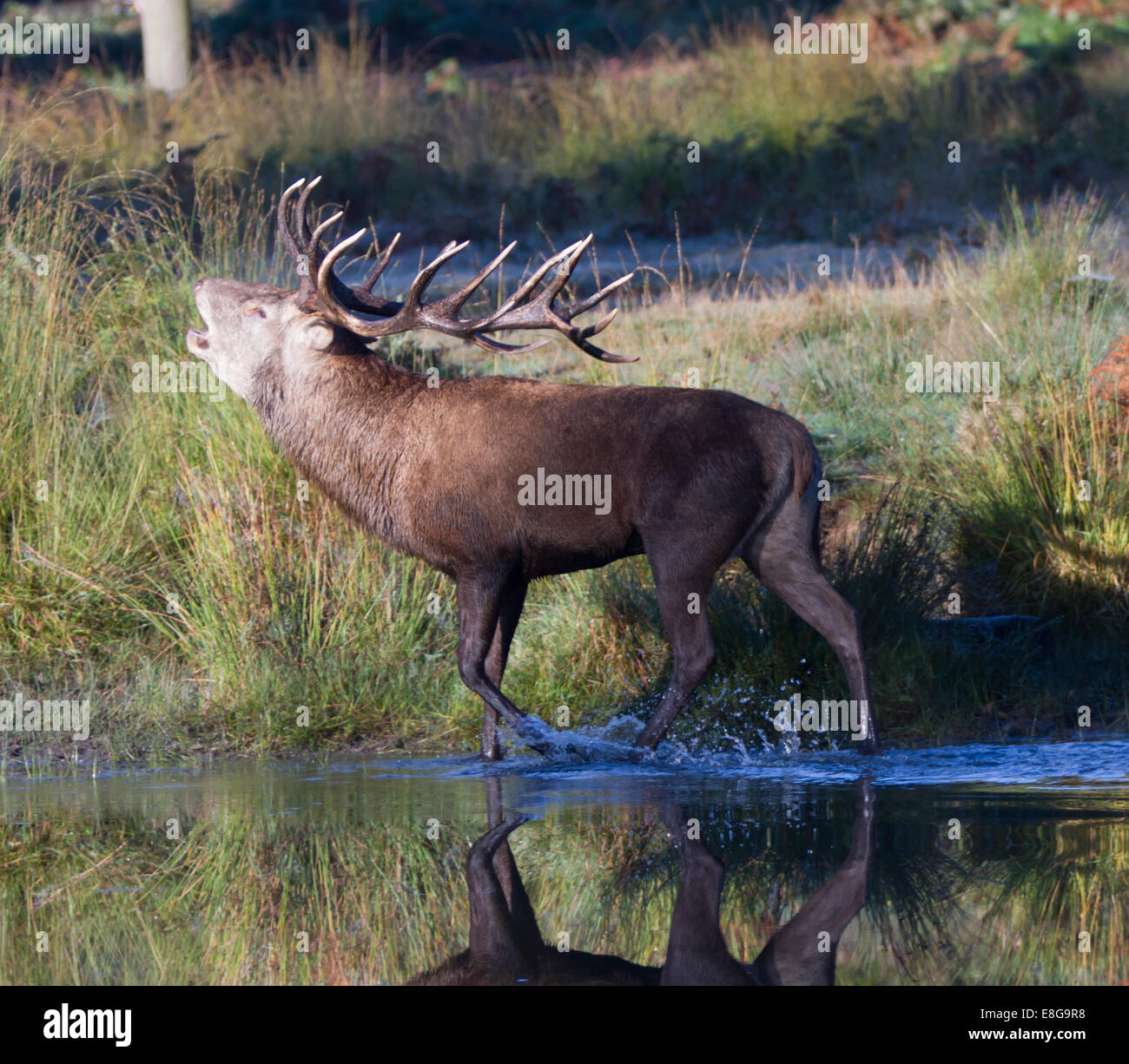 Red Deer Stag bellowing whilst running through water Stock Photo - Alamy