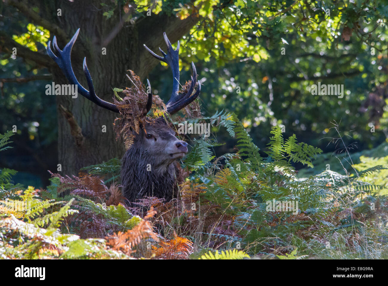 Red Deer Stag In ferns wearing leaves on its antlers during rutting ...