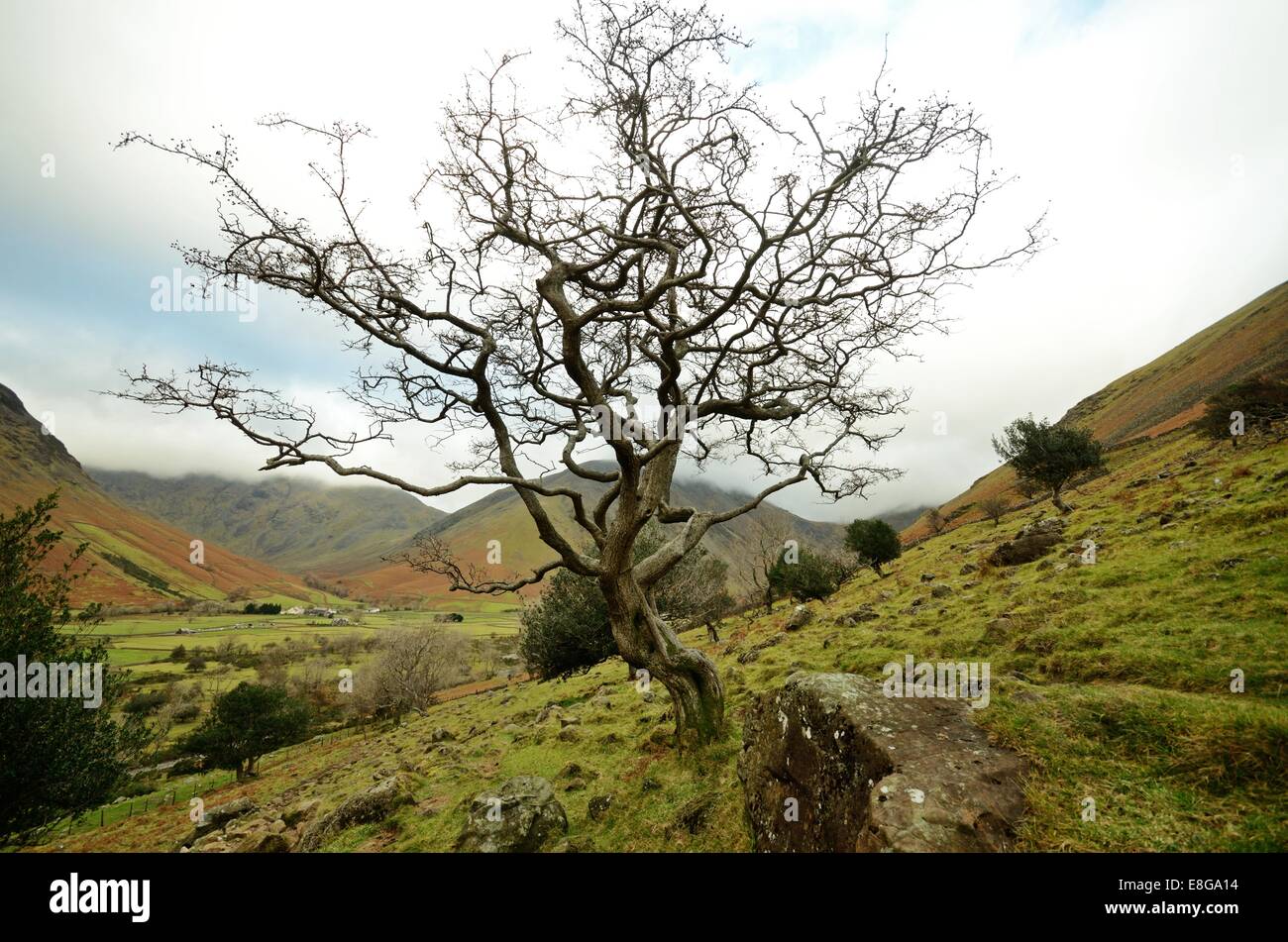A twisted Rowan tree growing alonside the path up Scafell Pike Stock ...