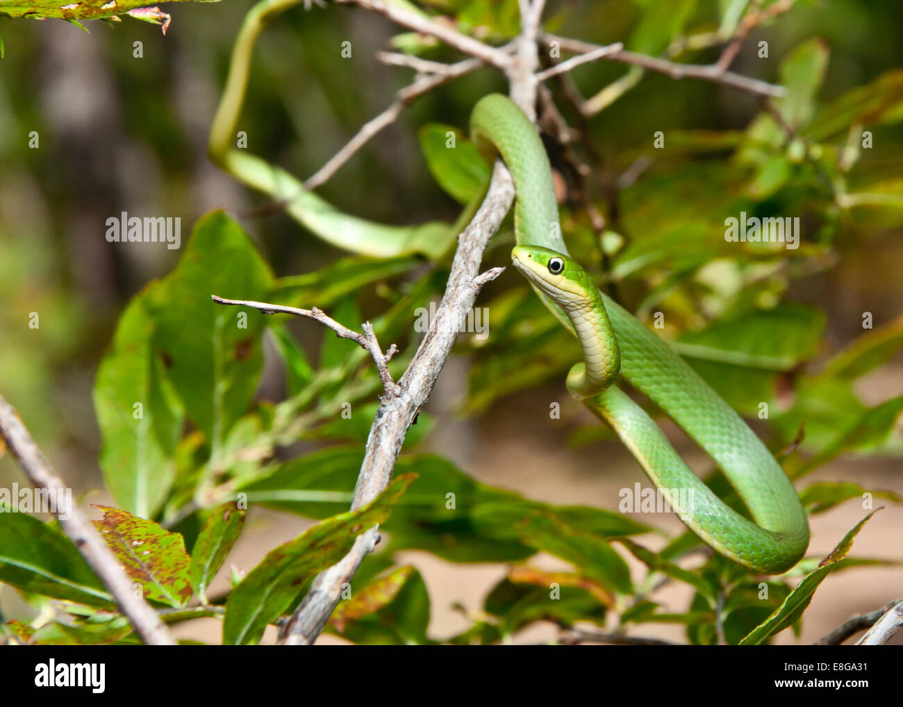 Rough green snake hi-res stock photography and images - Alamy