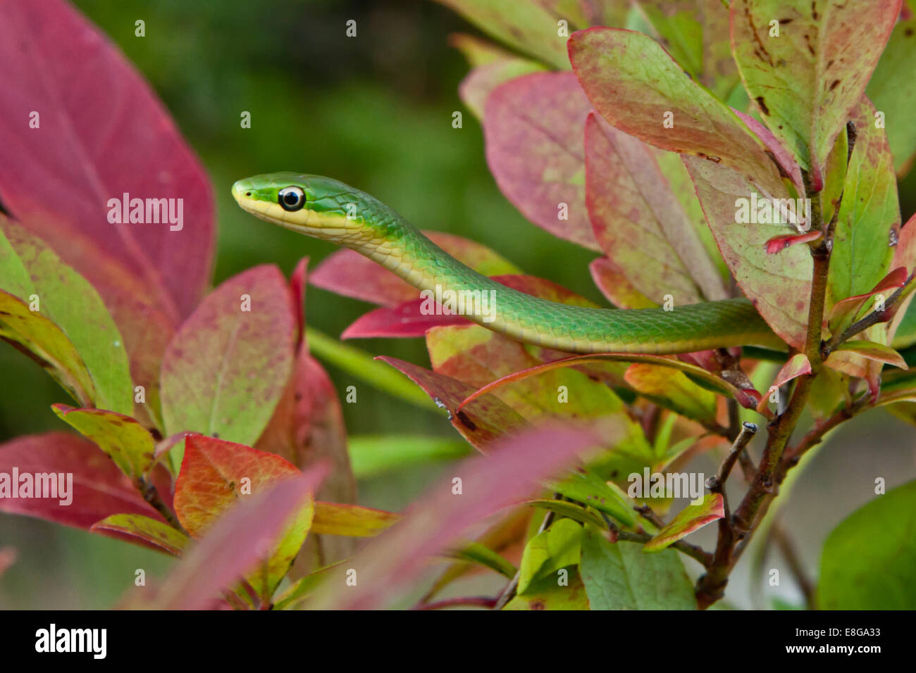 Rough green snake hi-res stock photography and images - Alamy