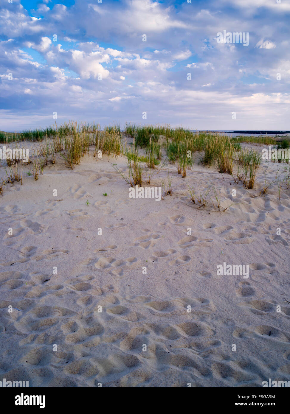 Evening falls over the Nida Dunes/Nidos Kopas, on the Curonian Spit ...