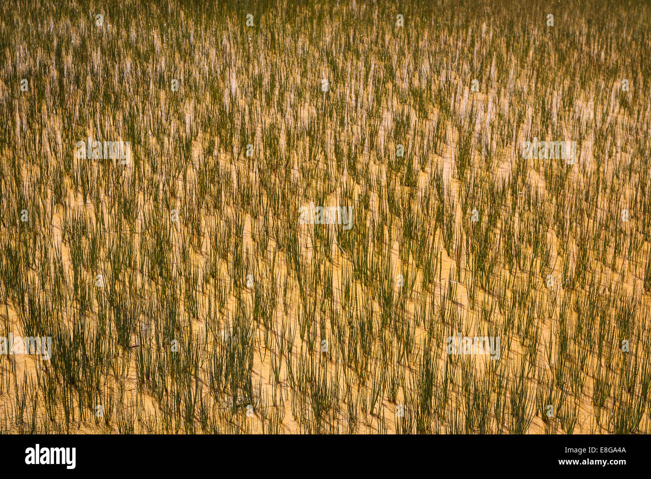 background with natural grass growing in a chromatic pool in ...