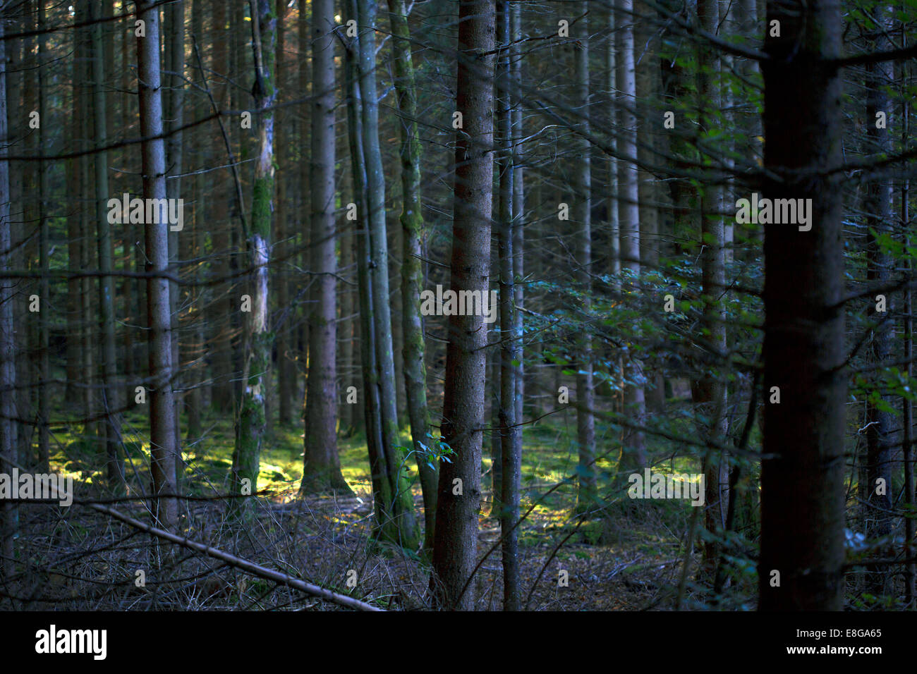 Autumnal morning light in a forest in September Stock Photo - Alamy