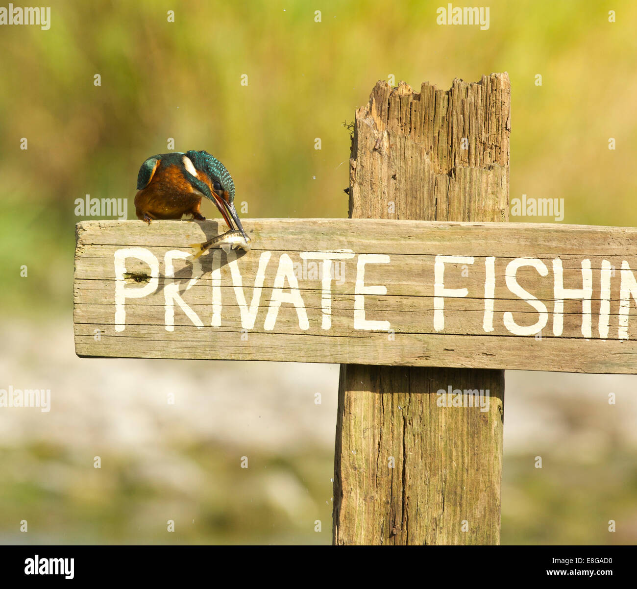 Minnows hi-res stock photography and images - Alamy