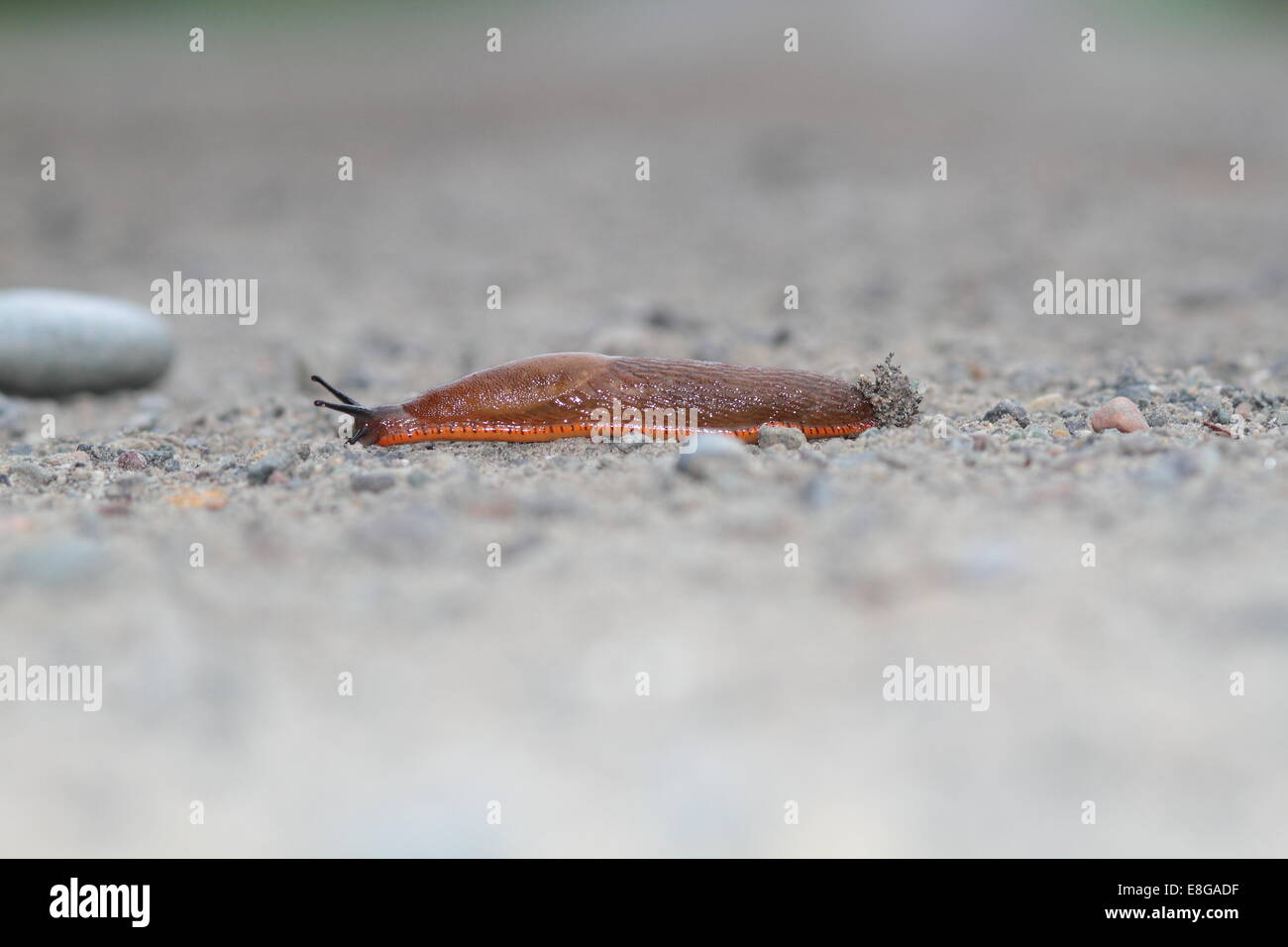 A Slug crawling on gravel Stock Photo - Alamy