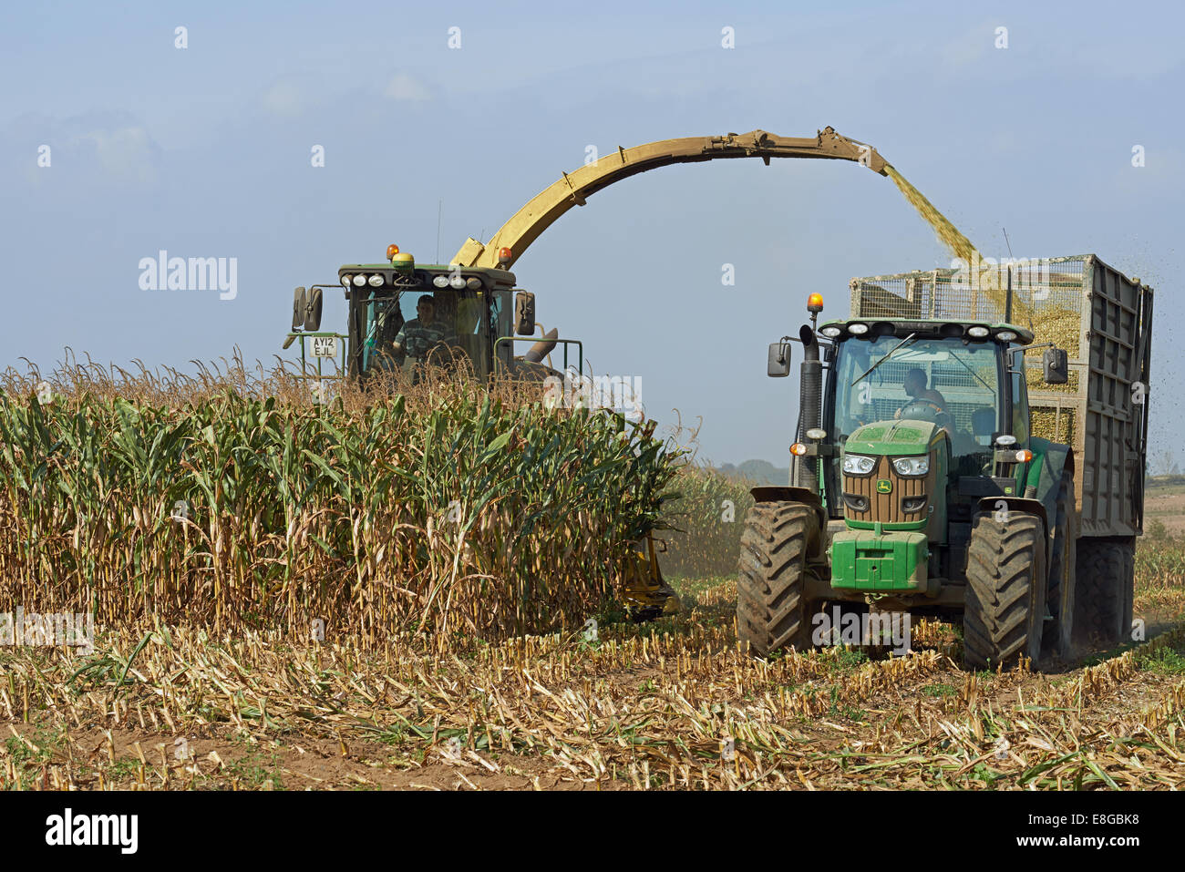 Harvesting maize hi-res stock photography and images - Alamy