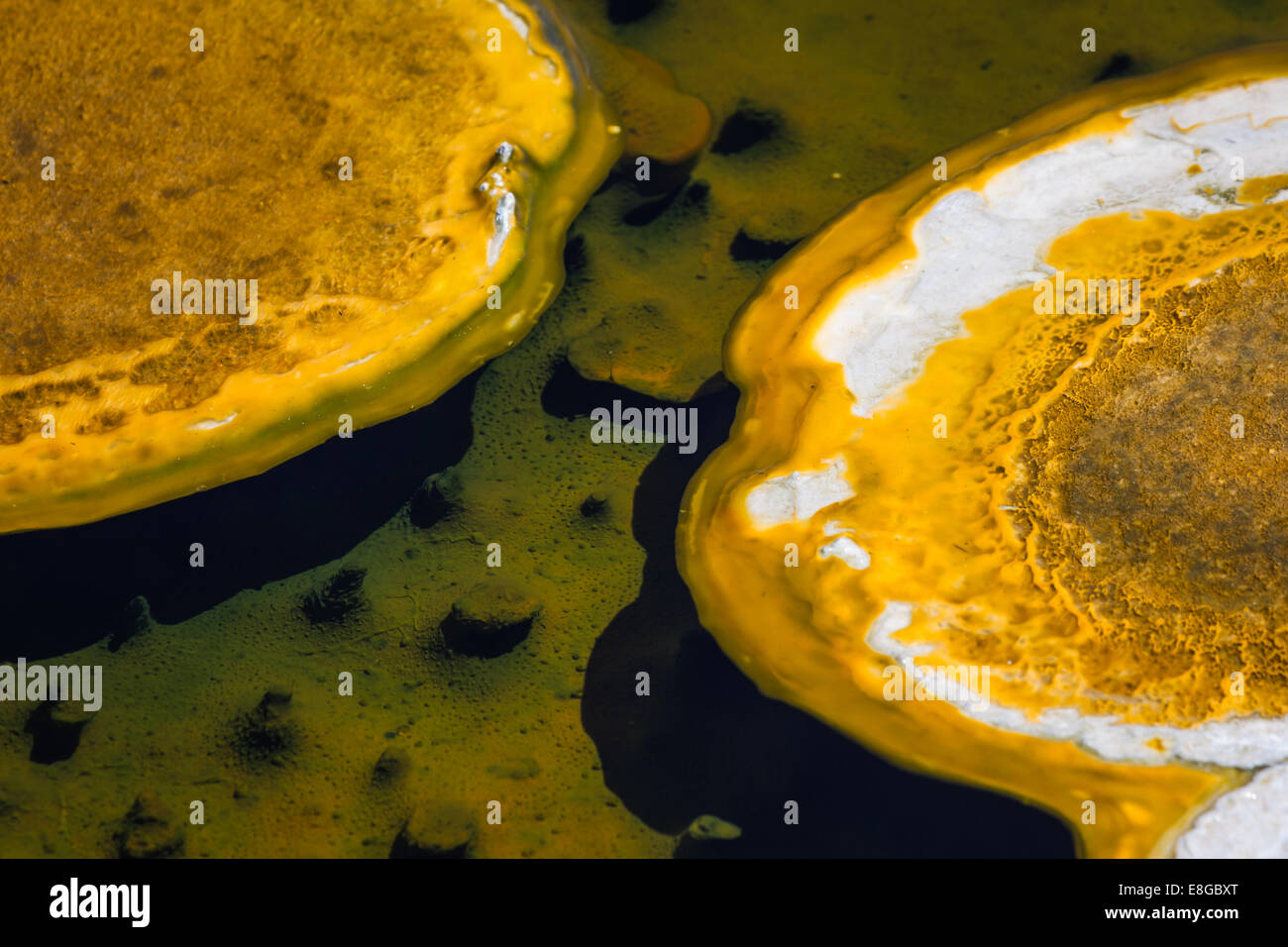 golden minerals floating forming a shell over the hot pools in ...