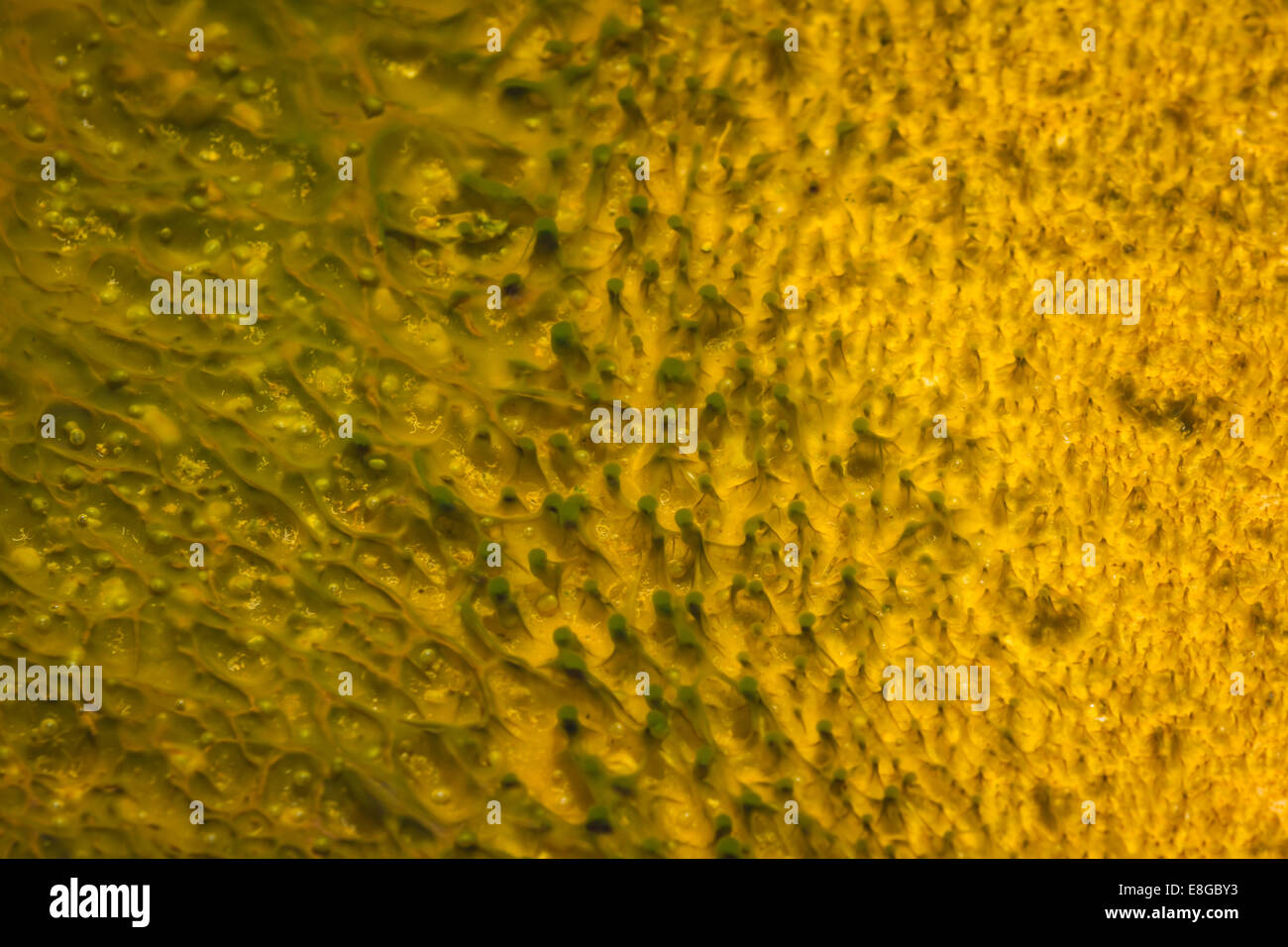 golden minerals floating forming in the hot pools in yellowstone ...