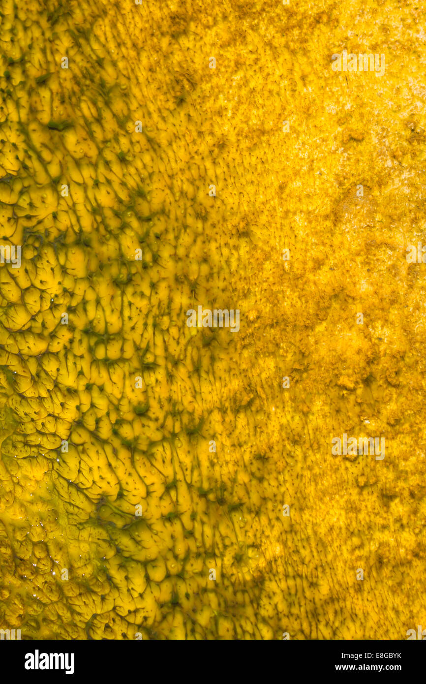 golden minerals floating forming in the hot pools in yellowstone ...