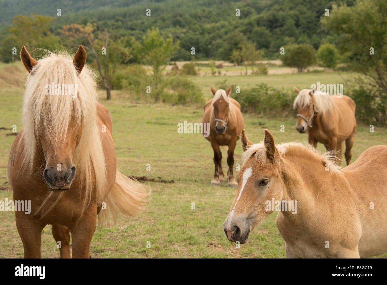 Corbieres Region High Resolution Stock Photography and Images - Alamy