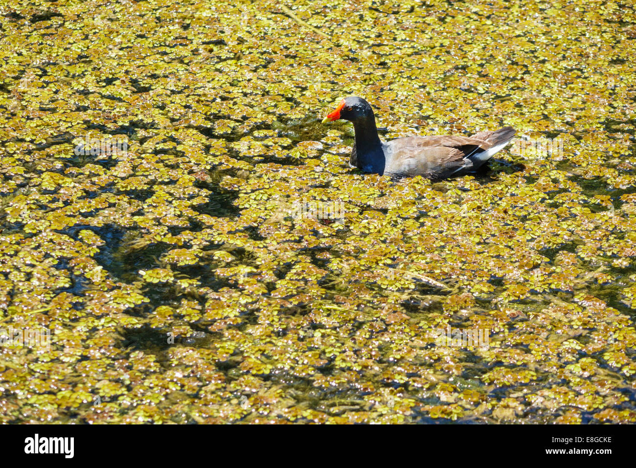 Florida Tamiami Trail,Everglades National Park,Shark Valley Loop Road ...