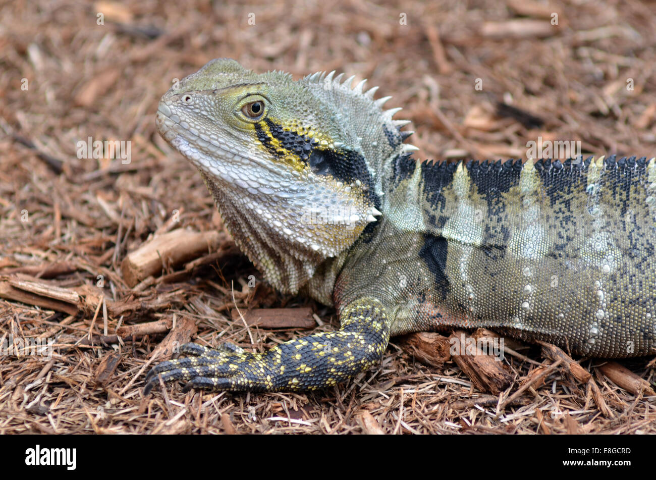 Sea Dragon Animal High Resolution Stock Photography and Images - Alamy