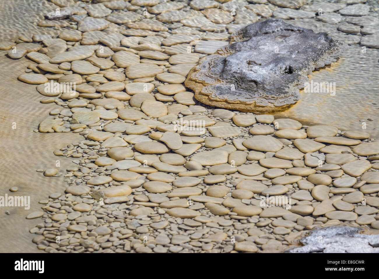 smooth beige rocks under thermal water in yellowstone national park ...