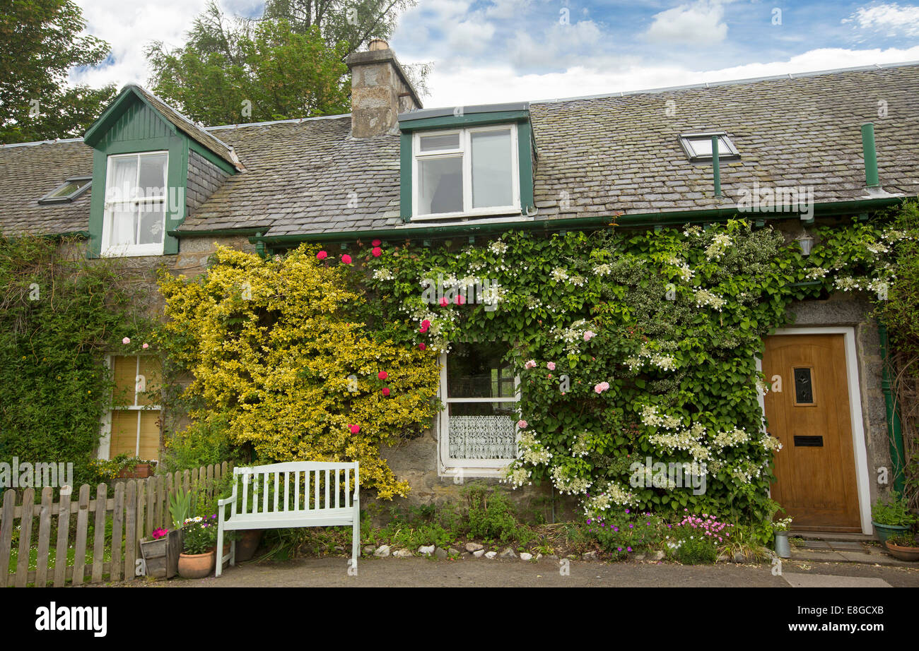Picturesque cottage with white flowered evergreen climber & red roses ...