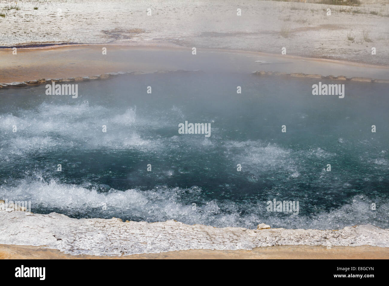 active geyser in yellowstone national park bright summer day Stock ...
