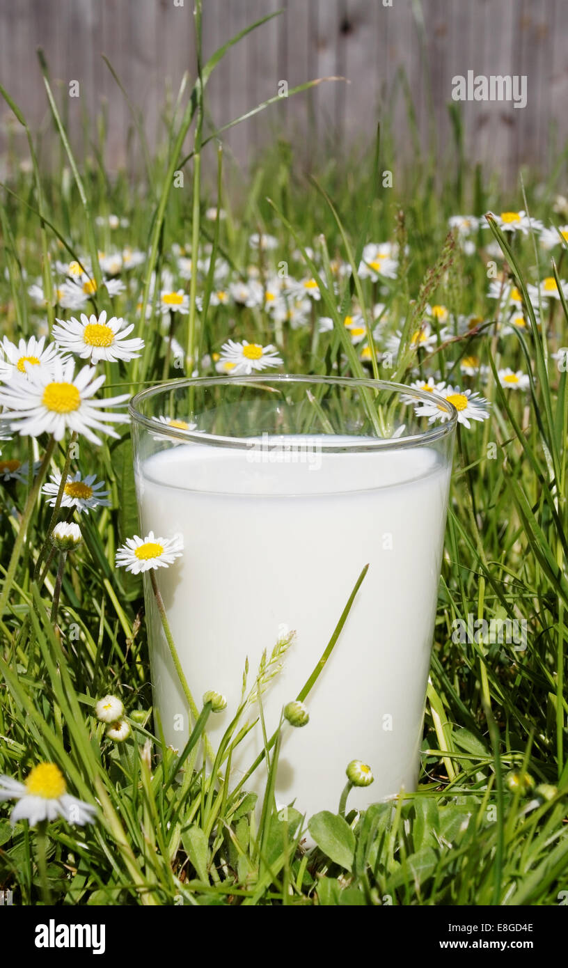 Close up of glass cow milk on spring green grass and daisy - Bellis ...