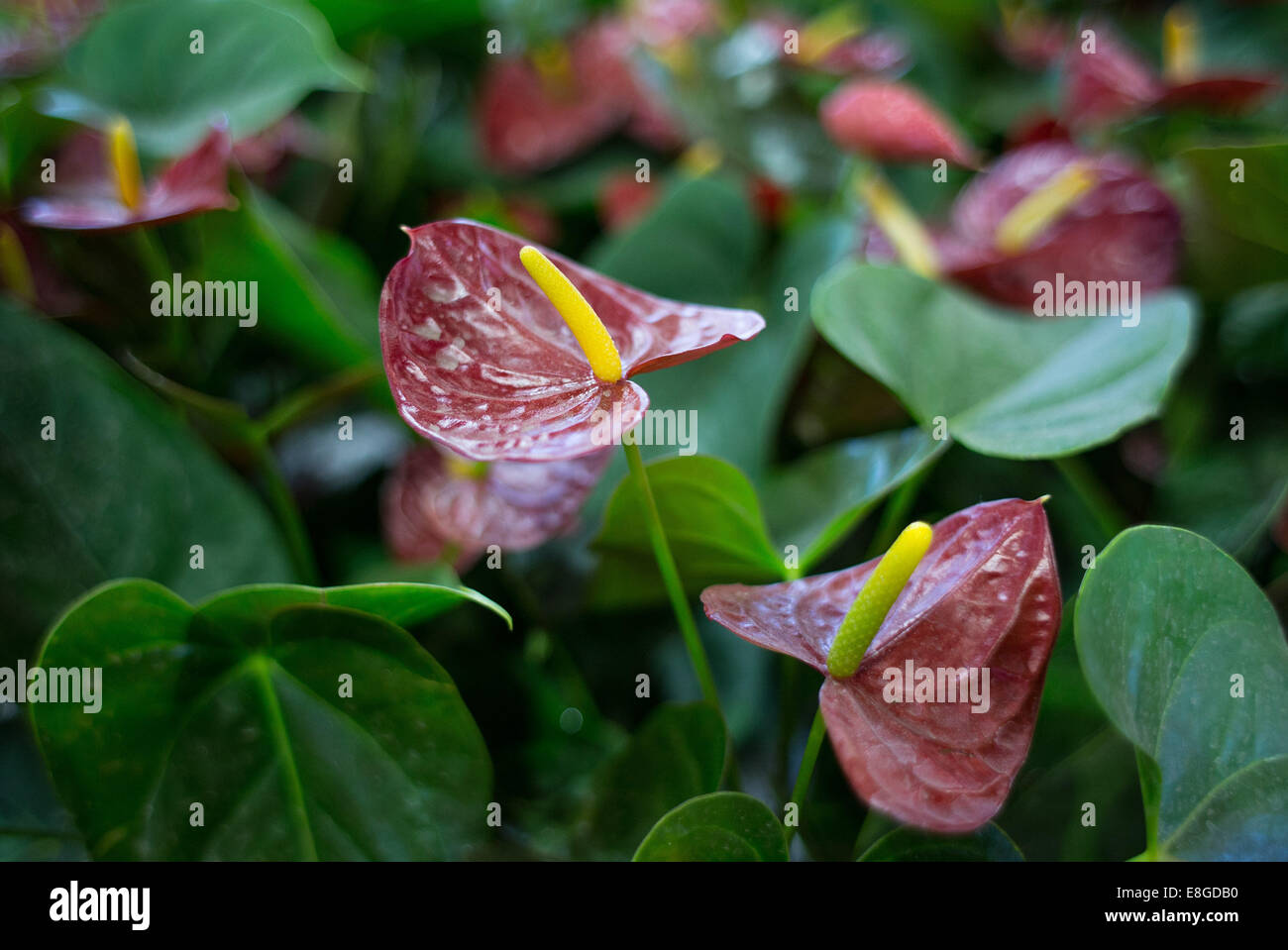 Escobar, Argentina. 7th Oct, 2014. Specimen of flamingo lily are ...